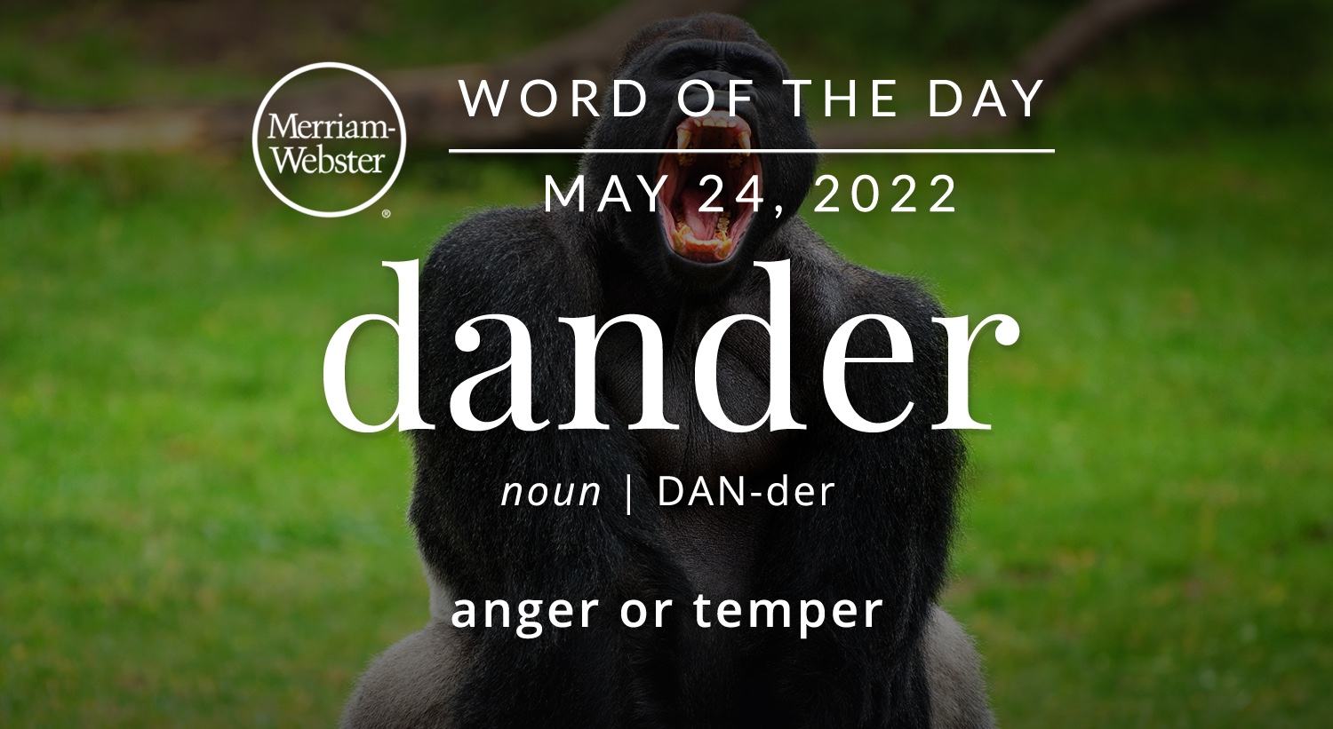 Merriam-Webster Word of the Day: Dander — Michael CavaciniMichael Cavacini